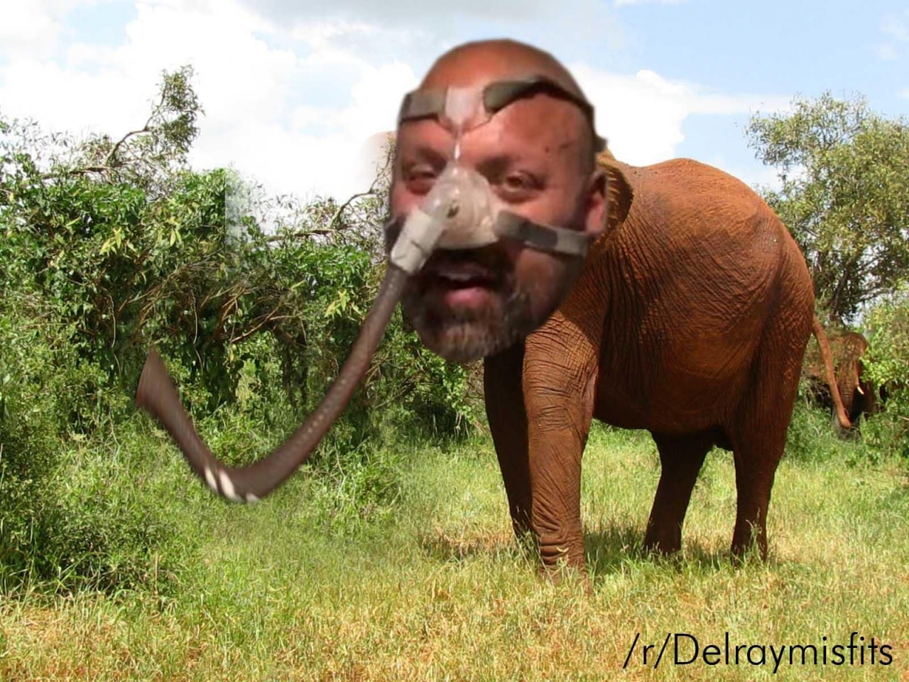 Ruby footage - General - Delray Misfits Board